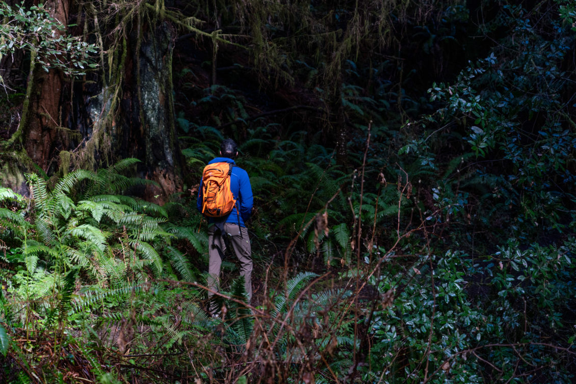 Russian Ridge OSP: Ancient Oaks, Charquin, Borel Hill - littlegrunts.com